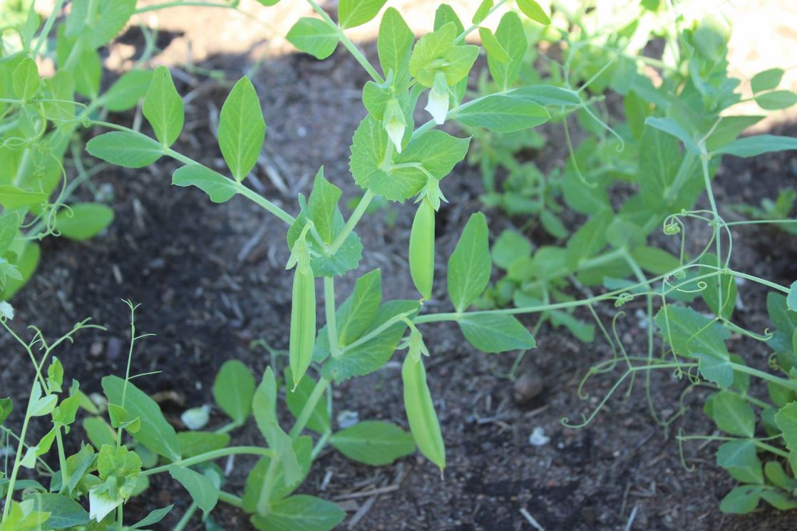 Peas – Sam's Produce