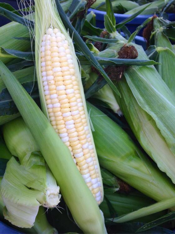 First Sweet Corn of the Season! – Sam's Produce