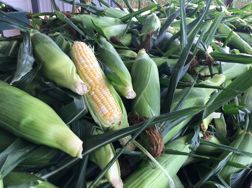First Day With Sweet Corn! (Sunday, July 28th) 🌽🌽🌽 – Sam's Produce