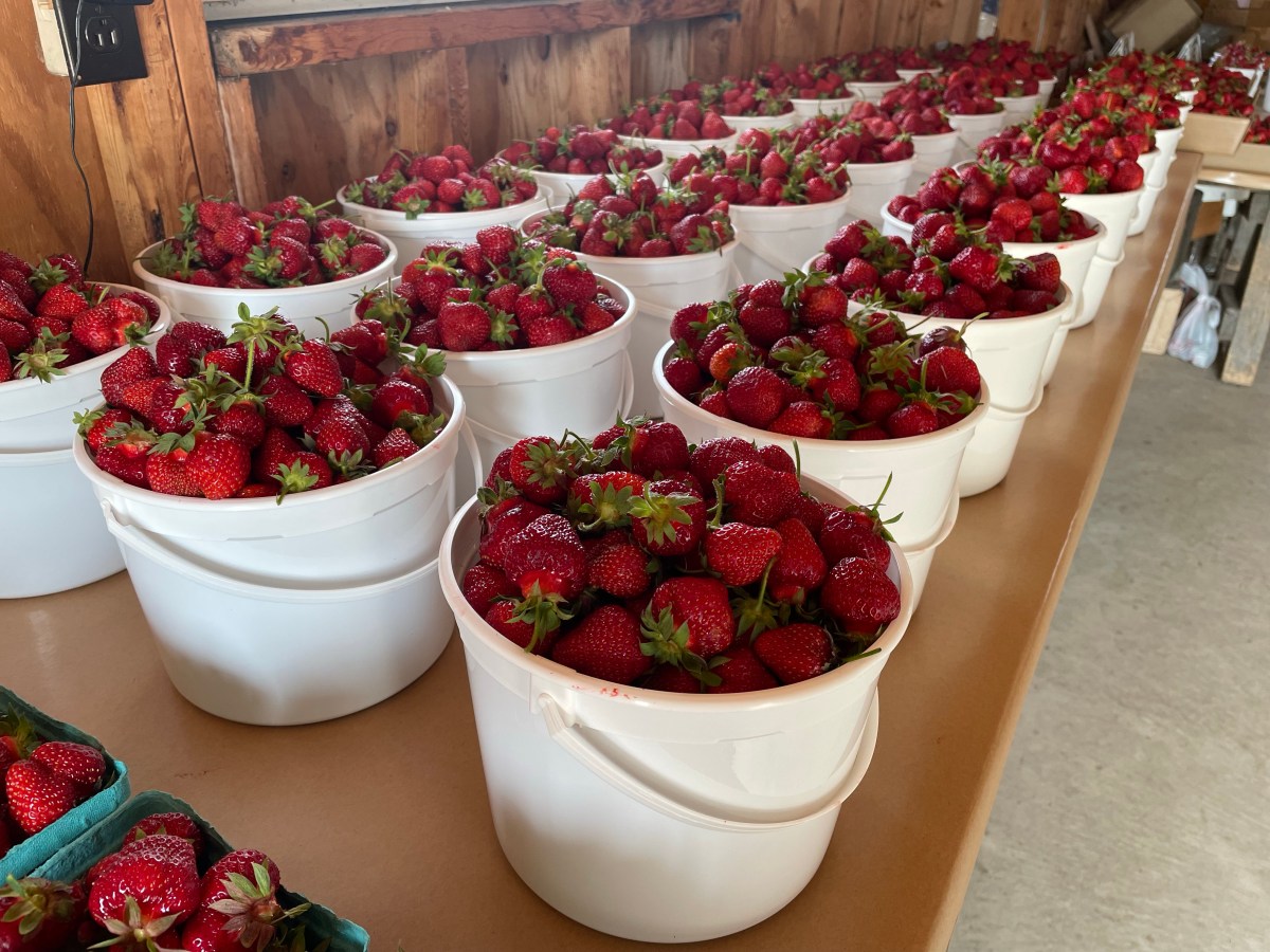 (UPDATE SOLD OUT FOR SATURDAY) Thank you! EXTRA PRE-PICKED STRAWBERRIES ...