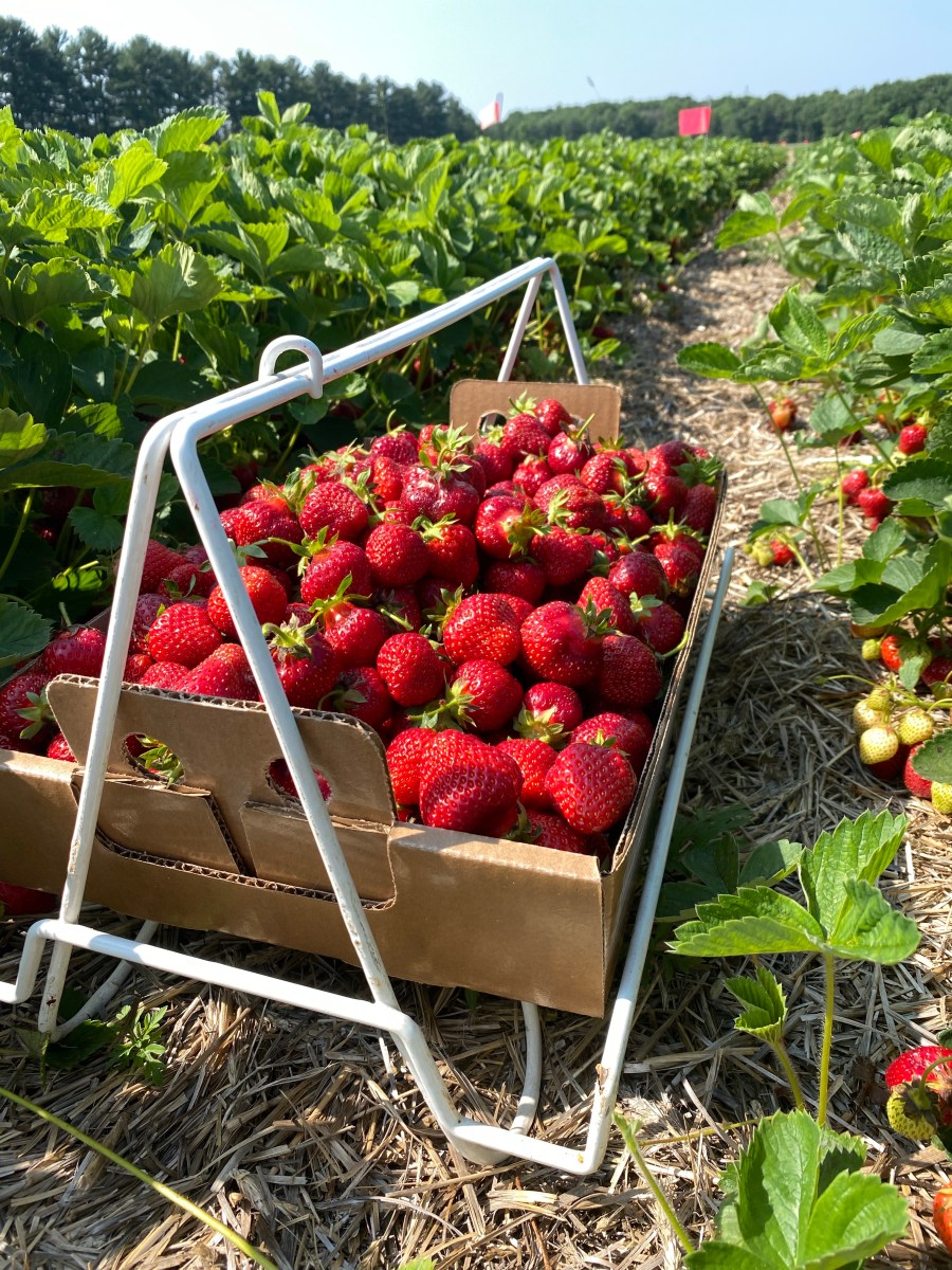 Strawberry Update June 20, 2023 – Sam's Produce