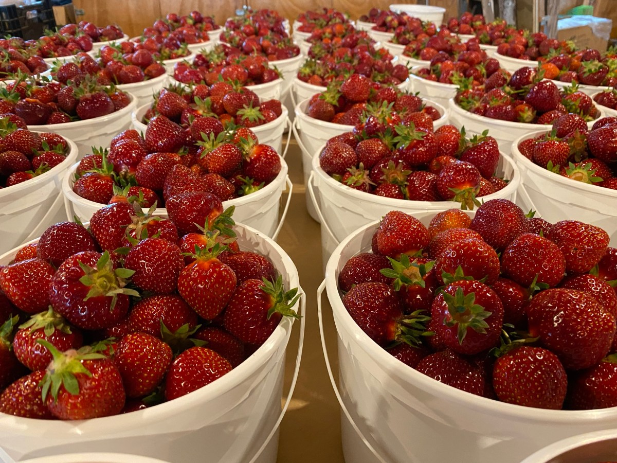 EXTRA PRE-PICKED STRAWBERRIES TODAY (June 12th) – Sam's Produce