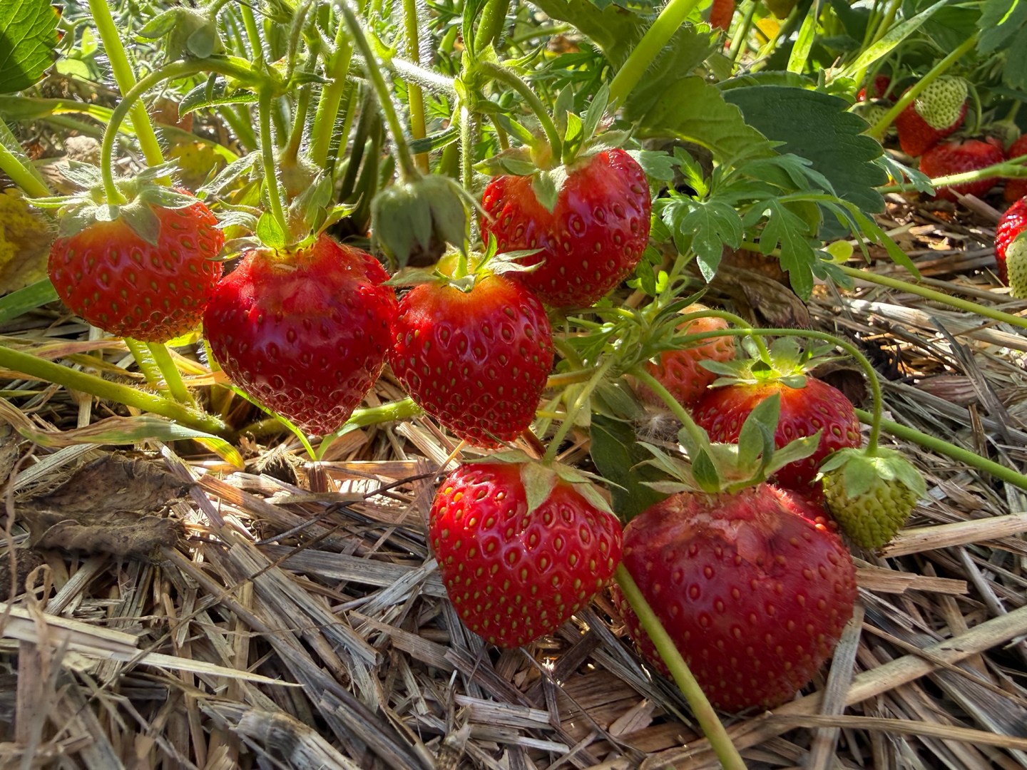 Strawberry Update June 13, 2026 – Sam's Produce